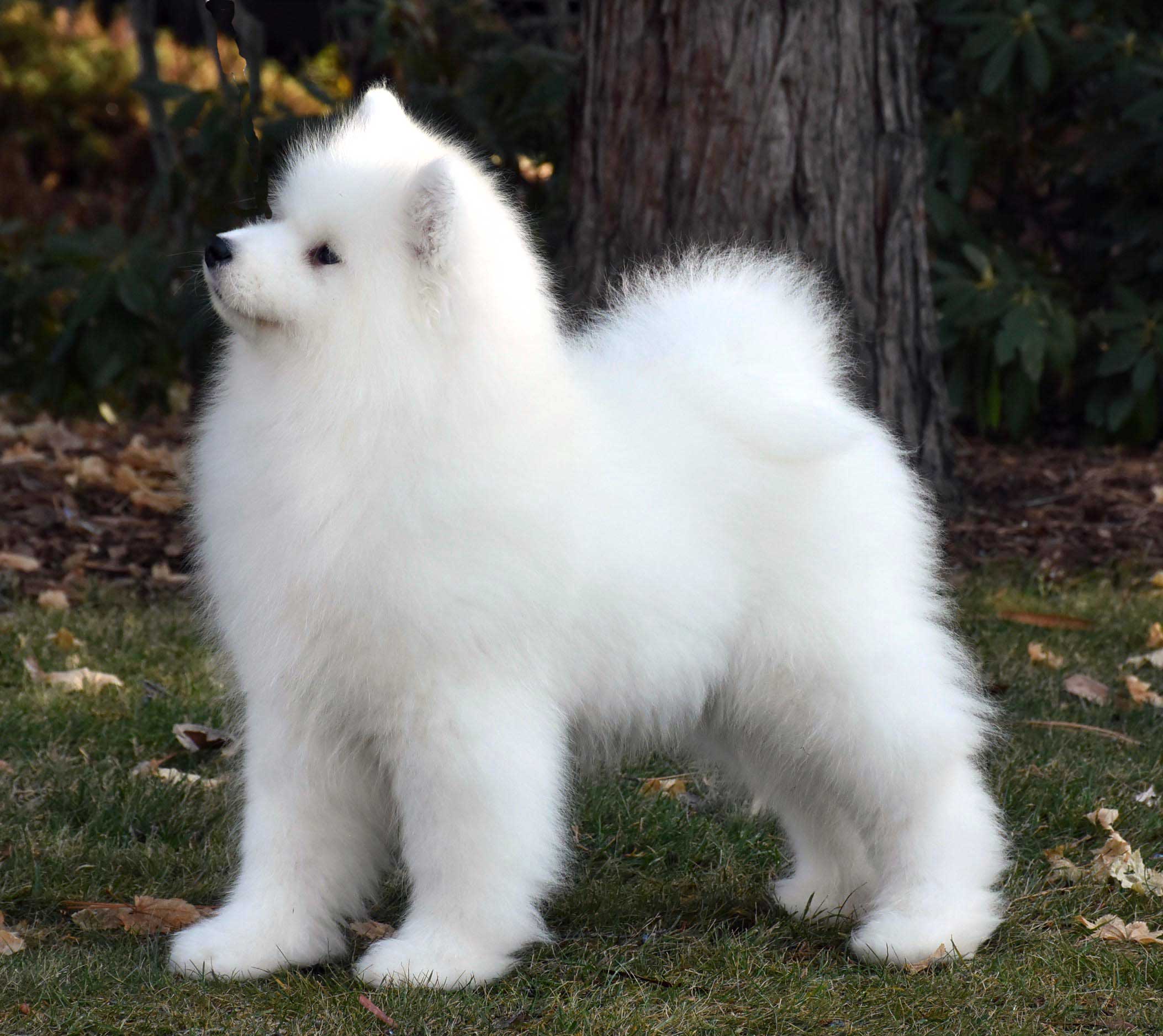 Polar Mist Samoyeds