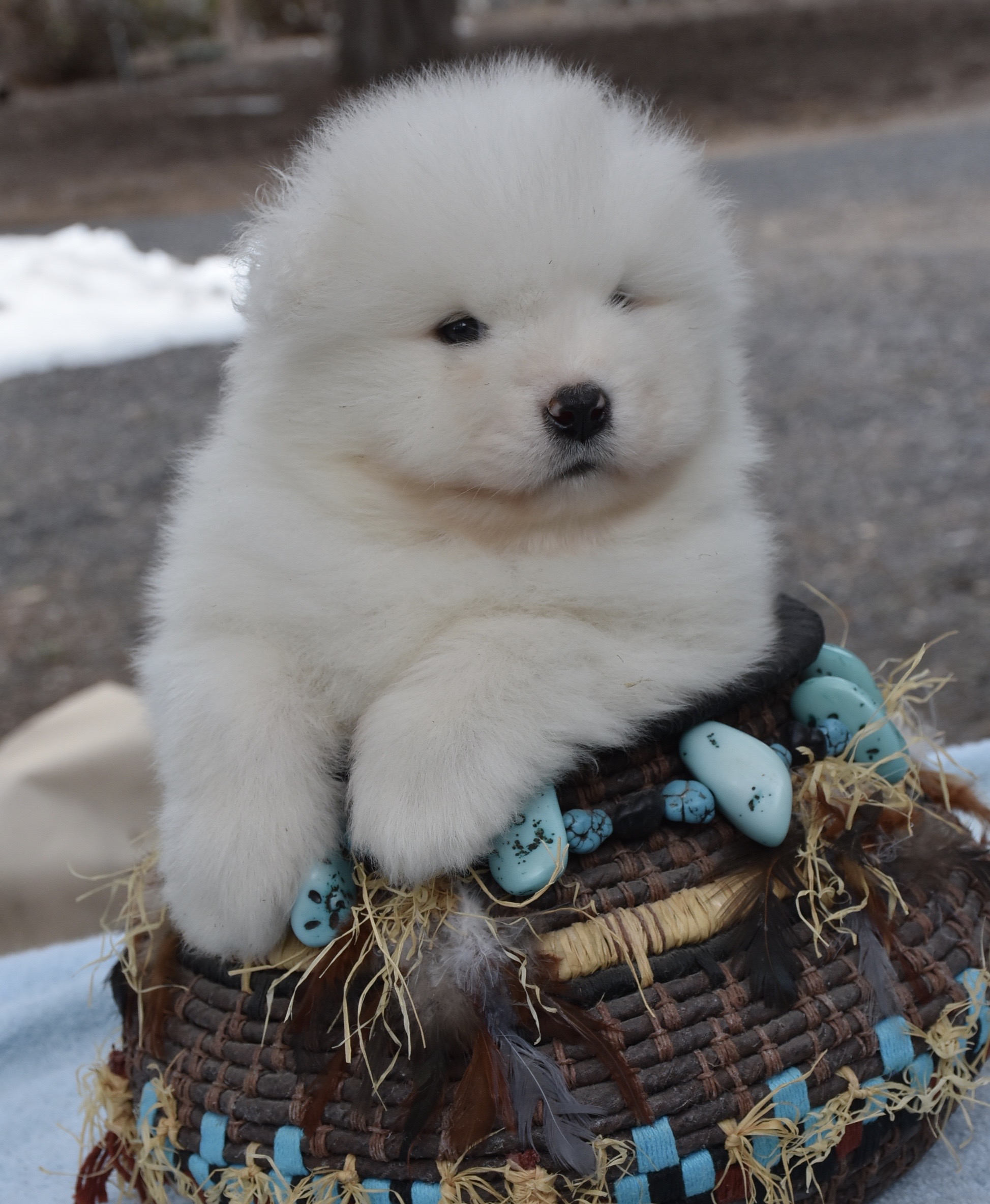 Polar Mist Samoyeds