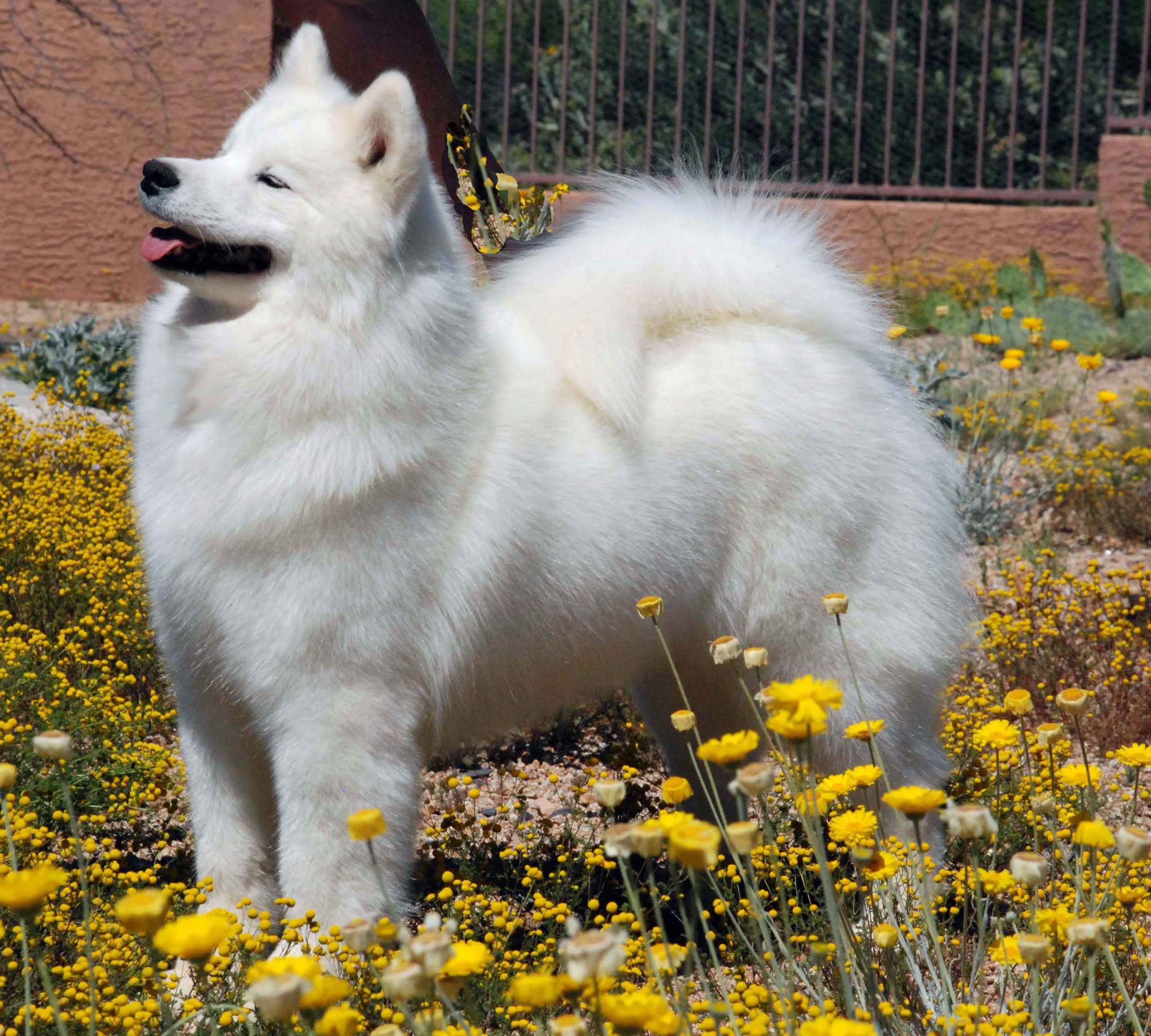 Polar Mist Samoyeds