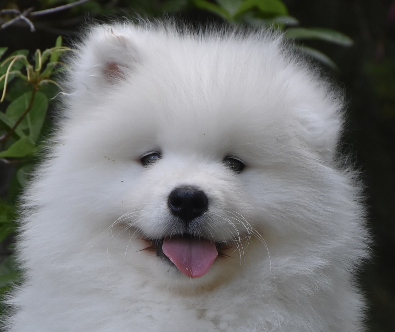Polar Mist Samoyeds