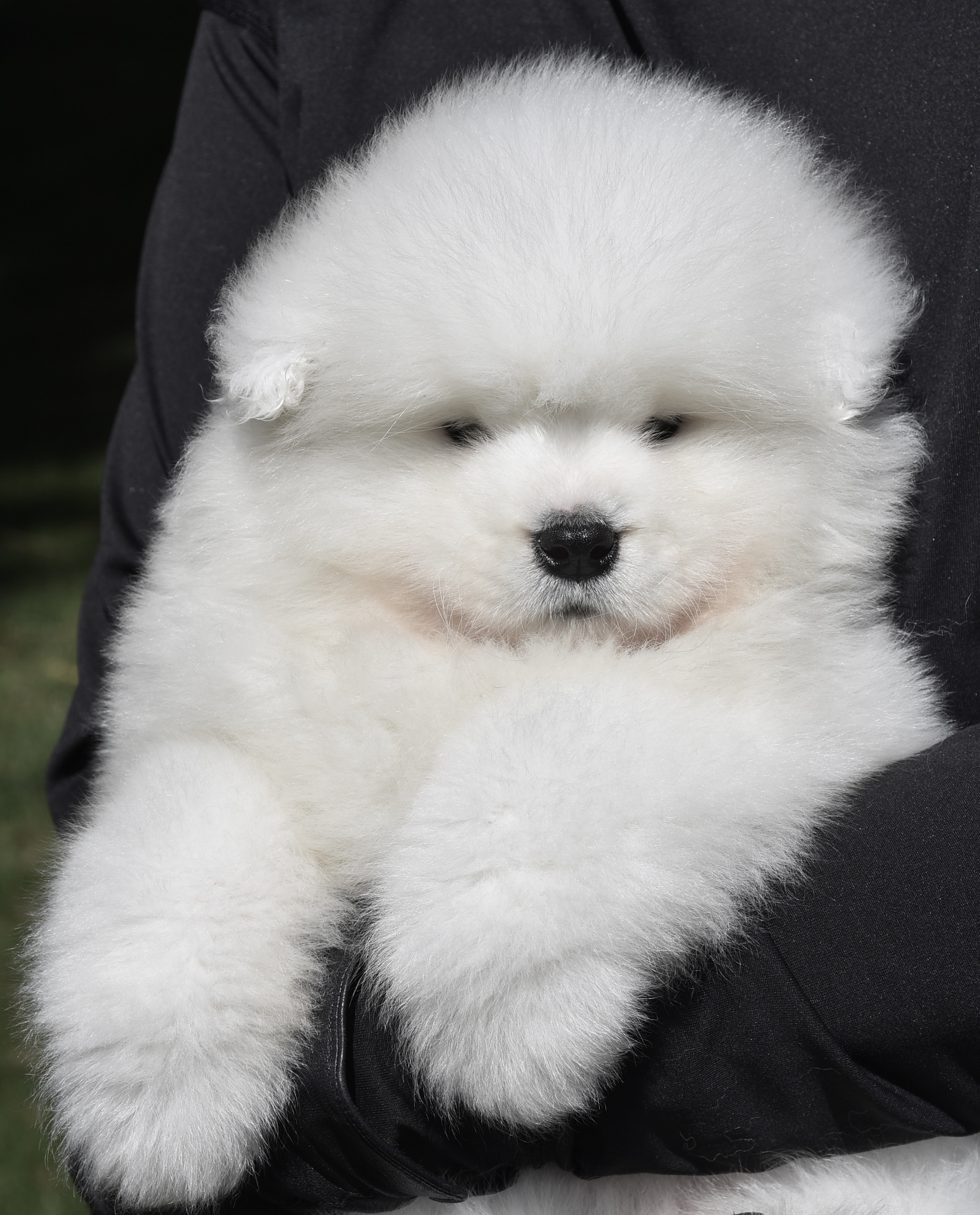 Polar Mist Samoyeds