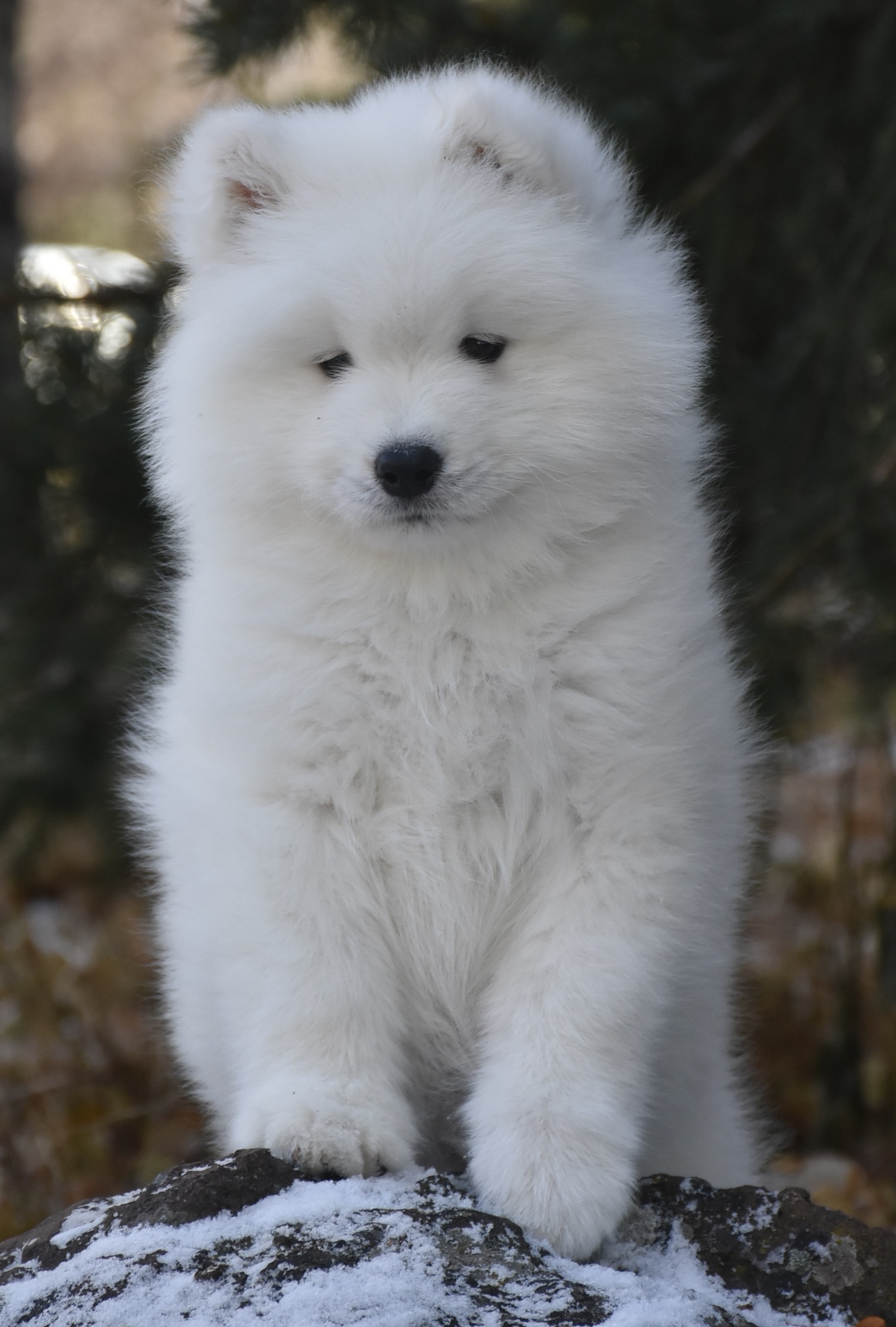 Polar Mist Samoyeds